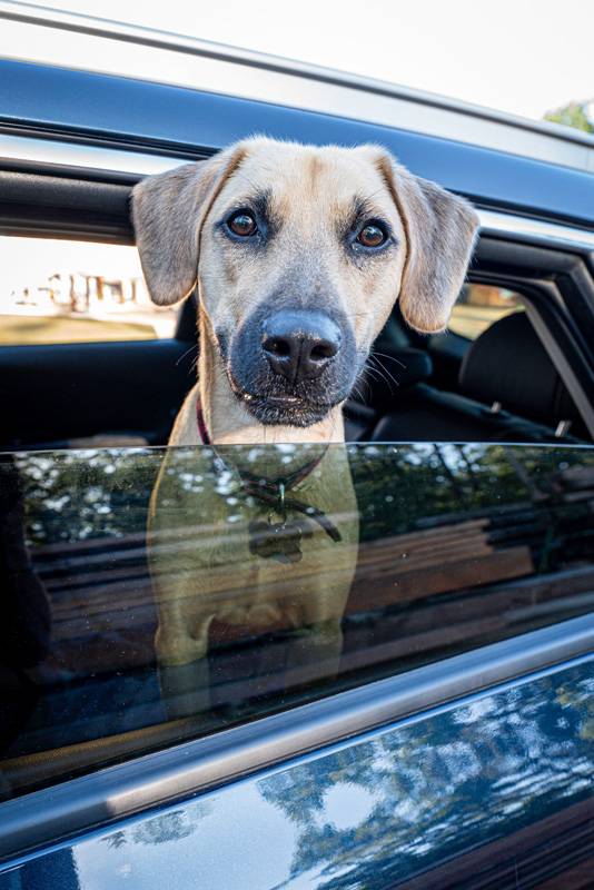 Greg Milne Does the Right Thing with His Kia Niro EV - Bluedot Living