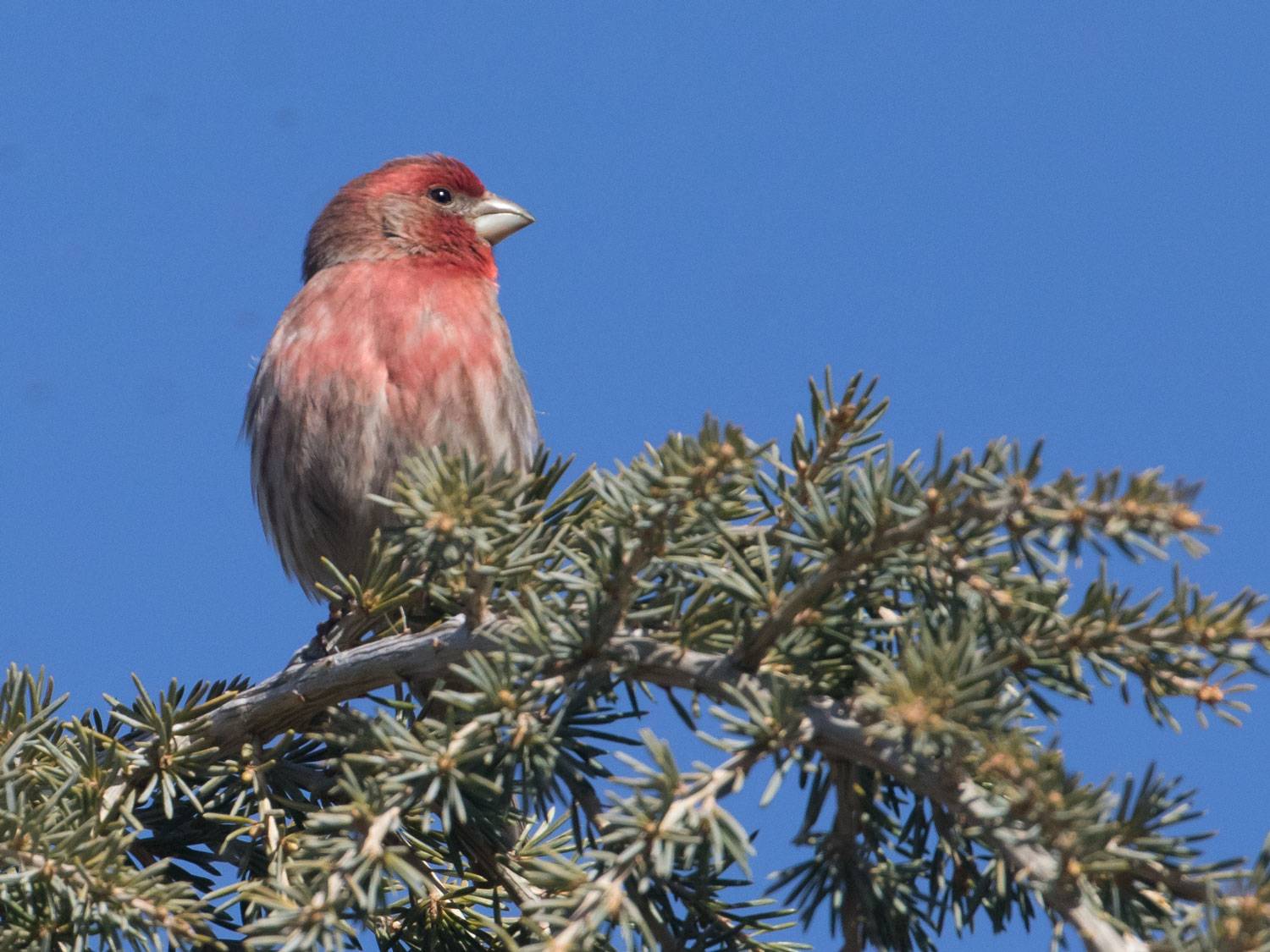Brooklyn Bird Watch: House Finch - Bluedot Living