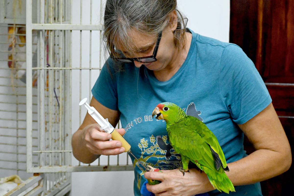 ‘The Bird Lady’ Saves Endangered Parrots in Belize - Bluedot Living