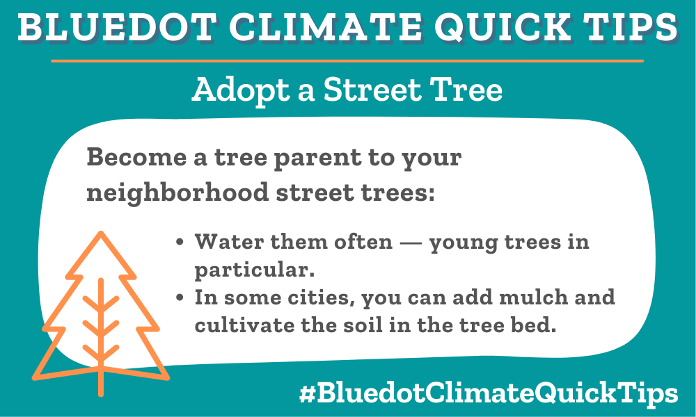 Climate Quick Tip: Adopt a Street Tree - Bluedot Living