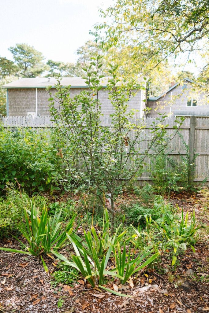 Edible Backyards: How to Plant a Fruit Tree Guild - Bluedot Living