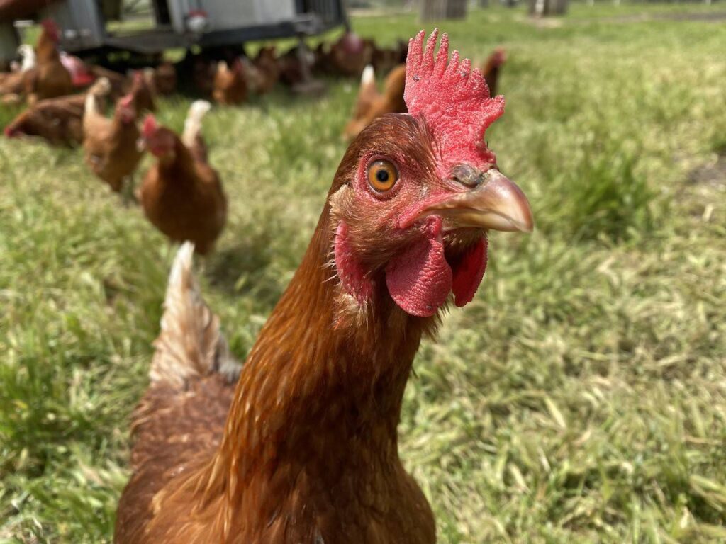 Happy Hens Lay Thousands of Eggs - Bluedot Living