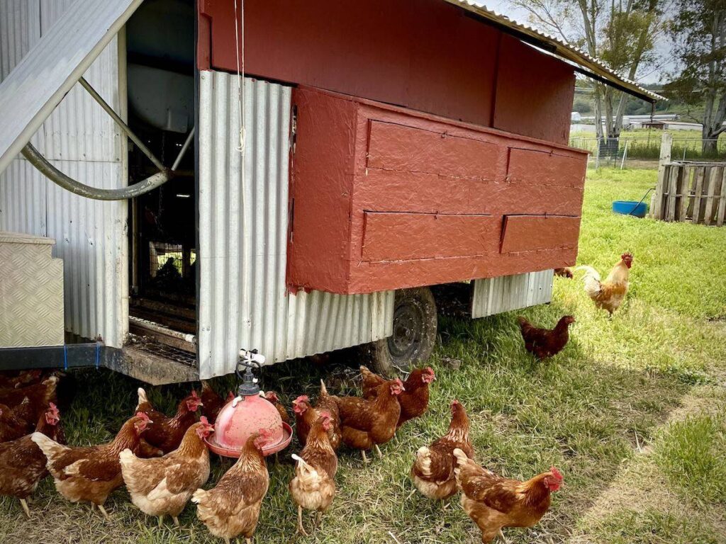Happy Hens Lay Thousands of Eggs - Bluedot Living
