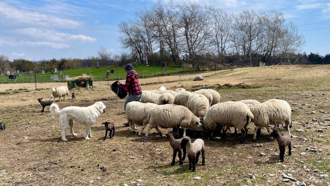 Coyote Control at Ontario’s Topsy Farms - Bluedot Living