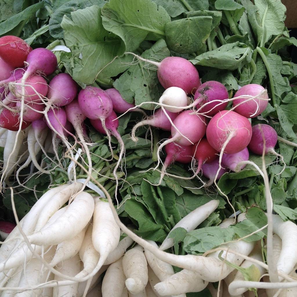 Your May Greenmarket Guide - Bluedot Living
