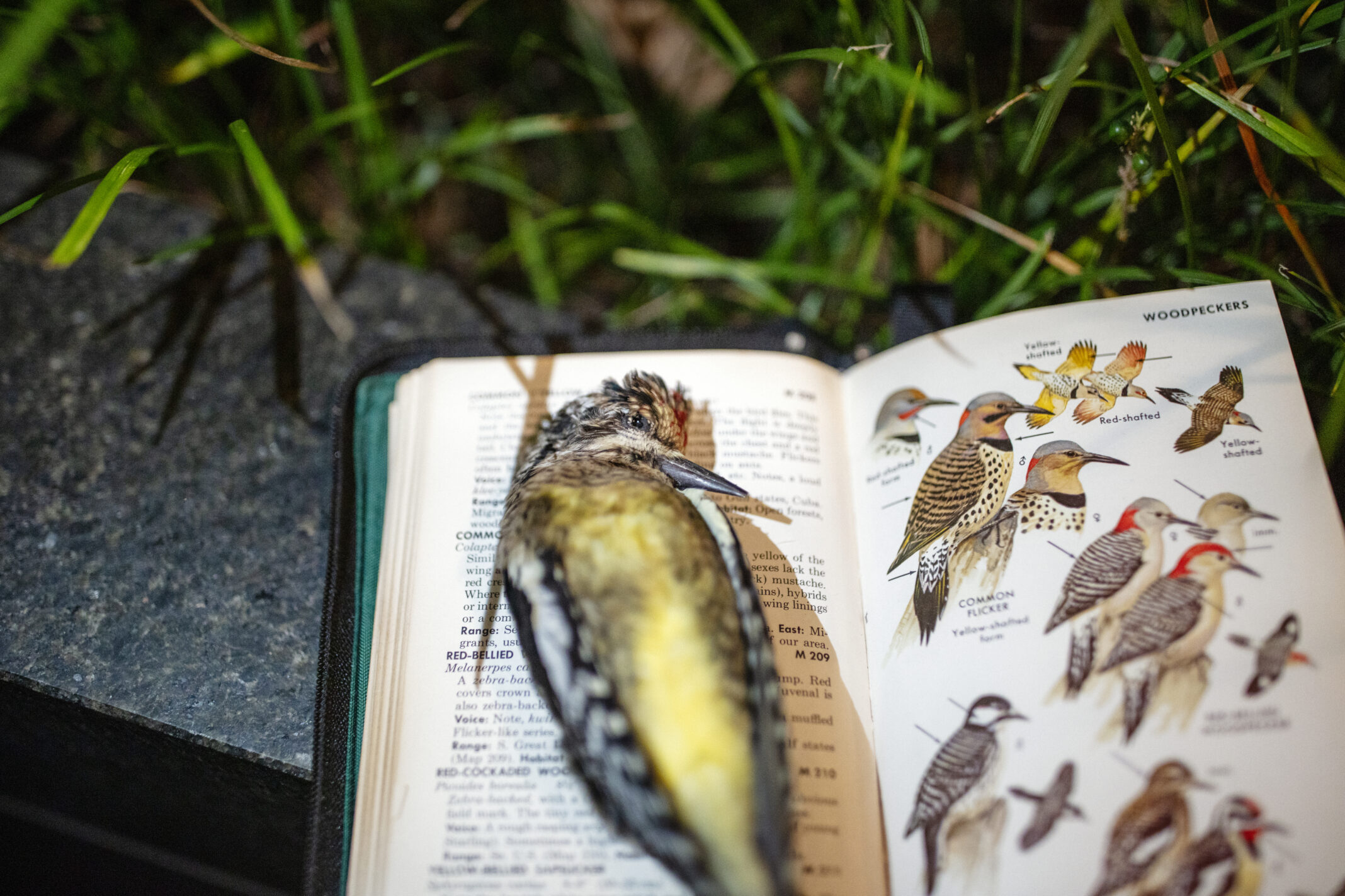 Philadelphia Takes Steps to Protect Birds - Bluedot Living