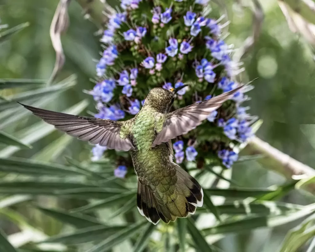 Hummingbirds in San Diego - Bluedot Living