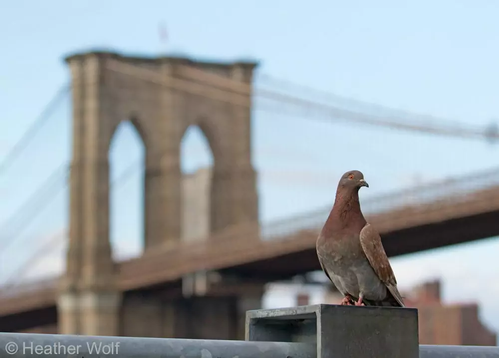 Brooklyn Bird Watch: The Rock Pigeon - Bluedot Living