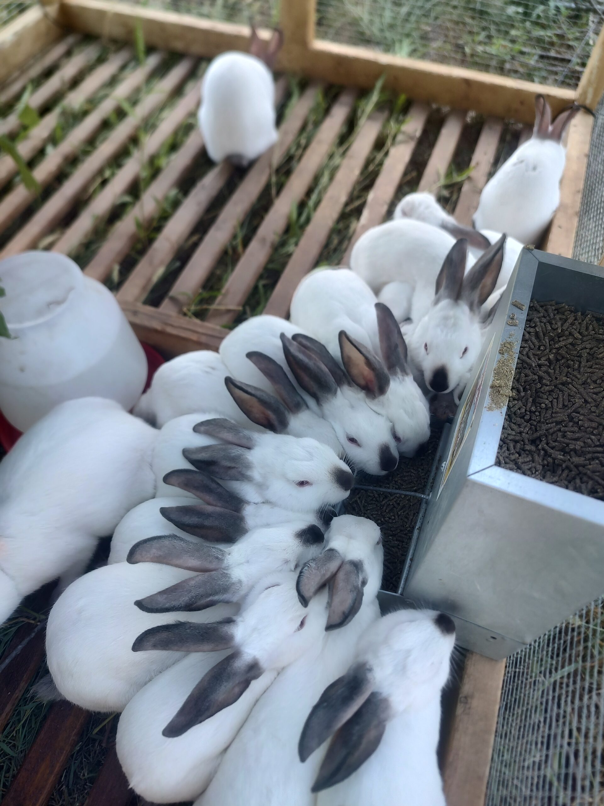 A Growing Half Acre - Bluedot Living