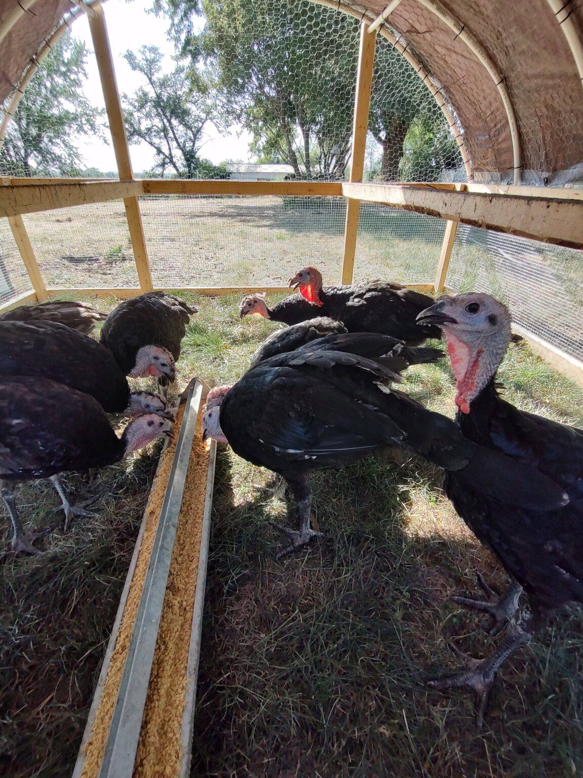 A Growing Half Acre - Bluedot Living