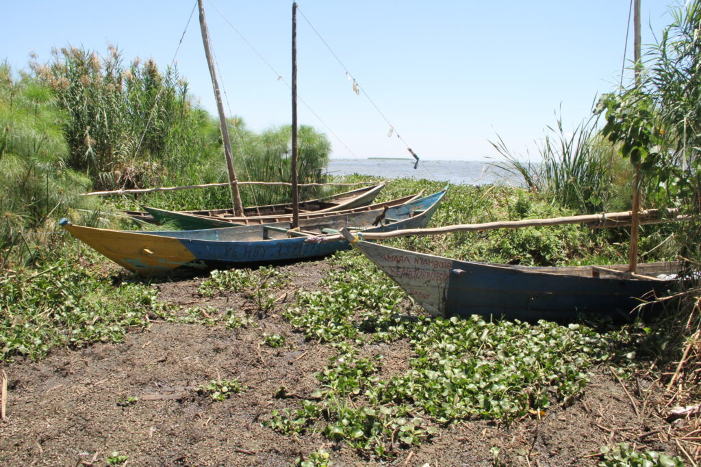 From Weed To Feed - Bluedot Living