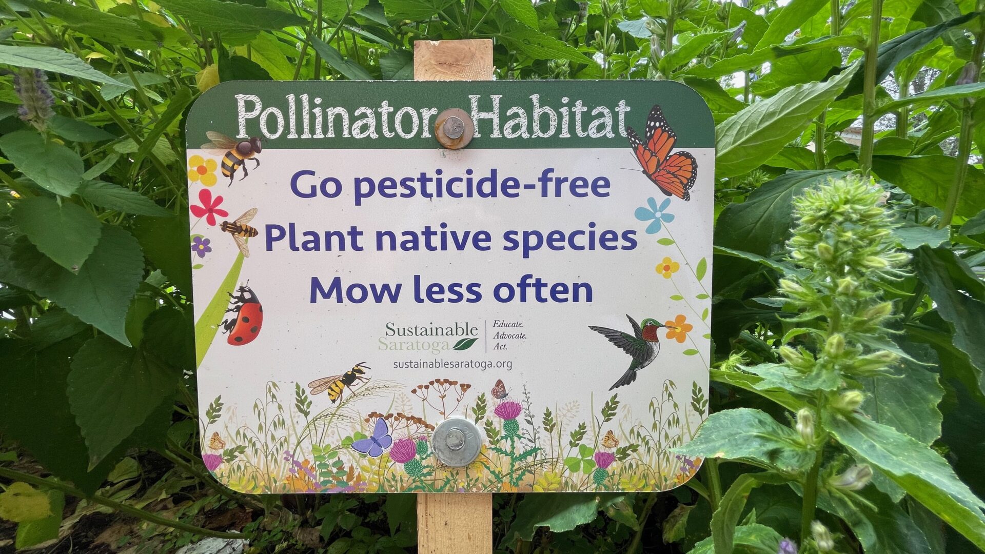 Hellstrip Heroes Transform Neglected Space Into a Pollinators’ Paradise ...