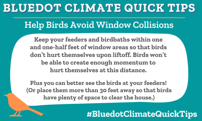 Climate Quick Tip: Help Birds Avoid Window Collisions - Bluedot Living