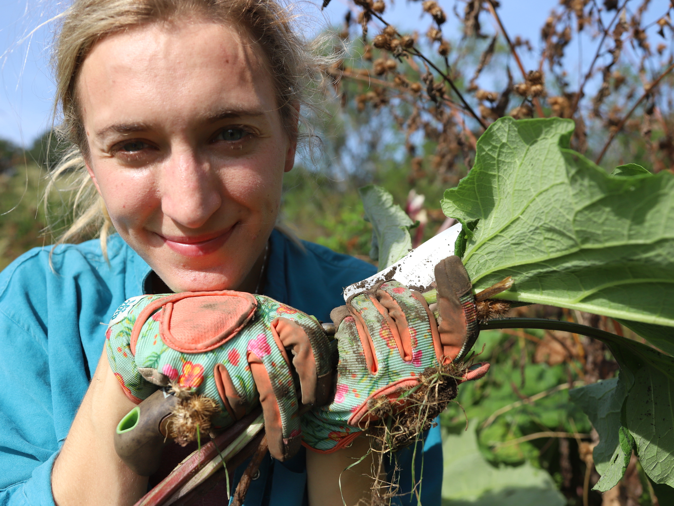 Fall Foraging in Boston: Burdock and Wild Greens - Bluedot Living