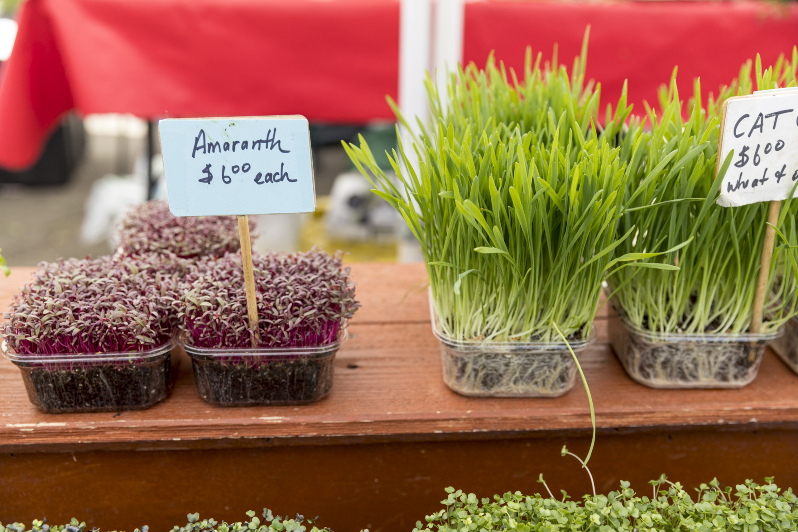 Meet Your Microgreens Farmer - Bluedot Living