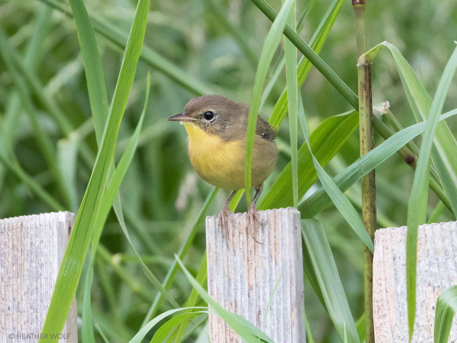 Brooklyn Bird Watch: Common Yellowthroat - Bluedot Living