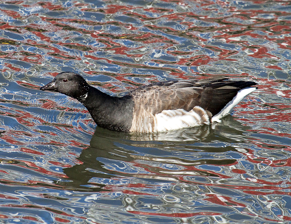 Brooklyn Bird Watch: Brant Goose - Bluedot Living