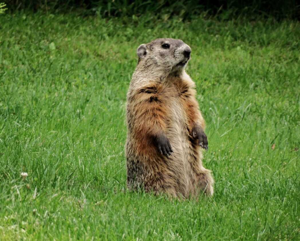 Dear Dot: Help Me Get Rid of Gophers (or Groundhogs?) - Bluedot Living