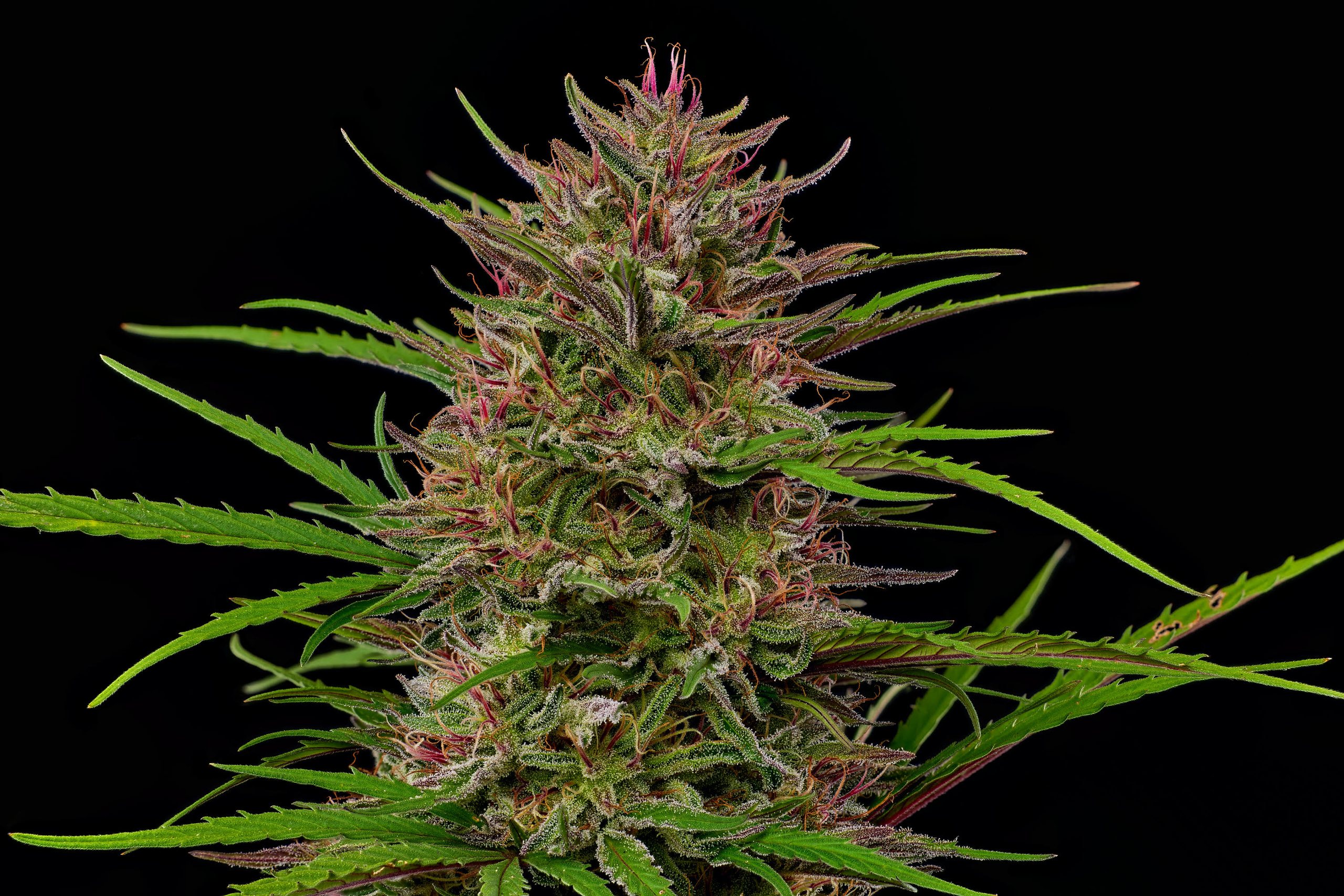 Growing Like a Weed - Bluedot Living