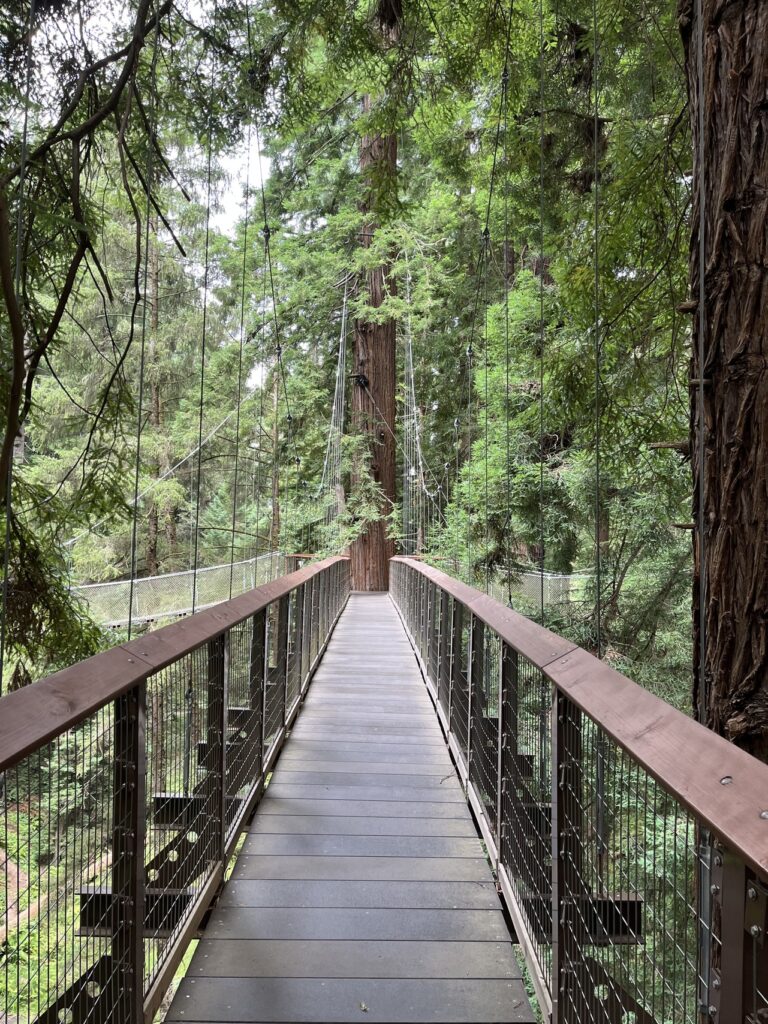 The Redwoods of Humboldt County - Bluedot Living