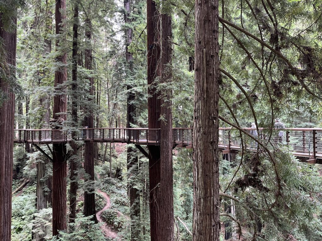 The Redwoods of Humboldt County - Bluedot Living