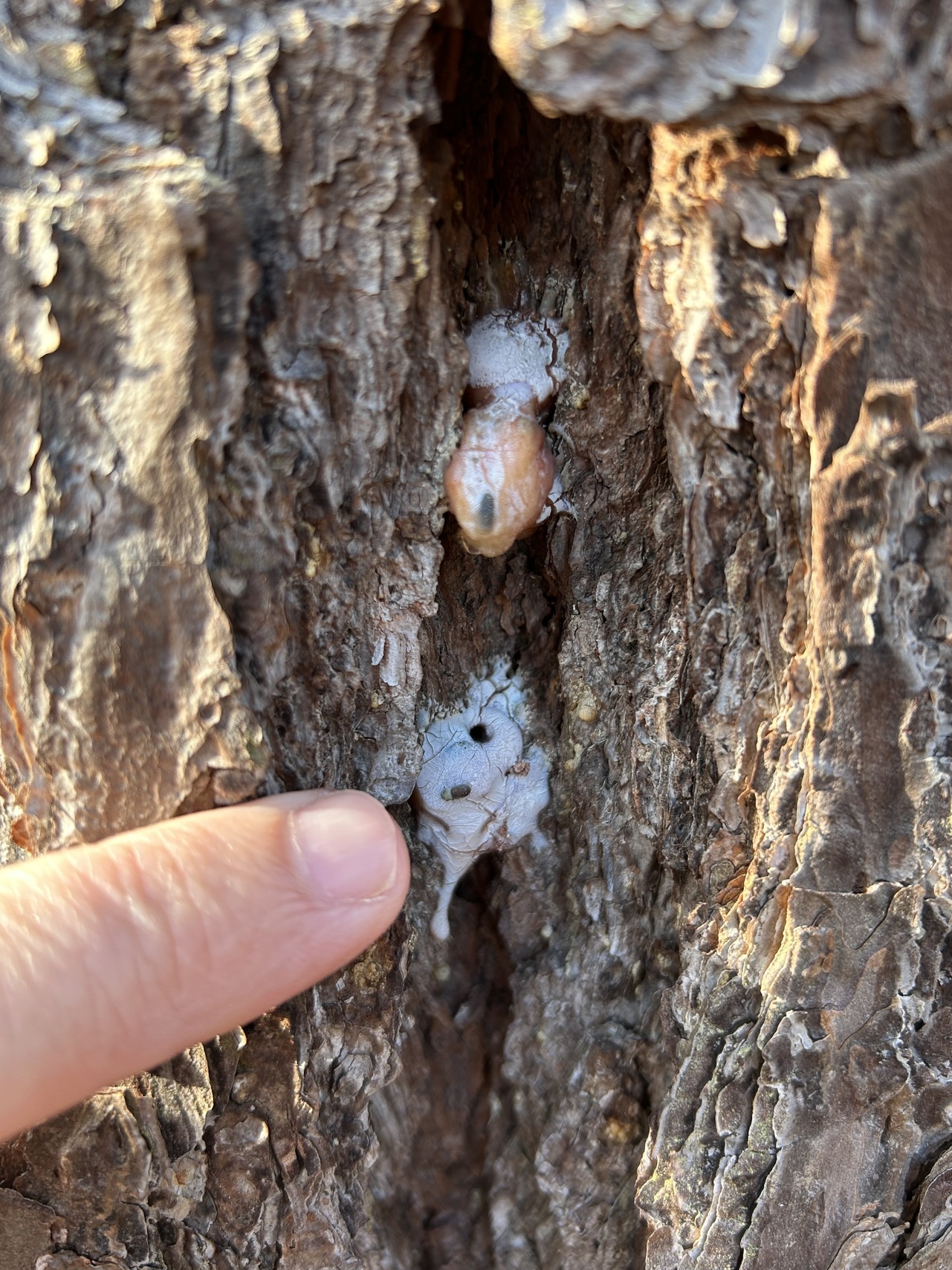 Mass Audubon: A Property Owner's Guide to the Southern Pine Beetle ...