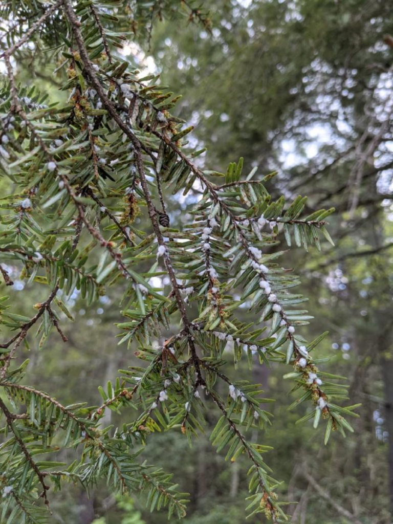 Saving the Hemlocks - Bluedot Living