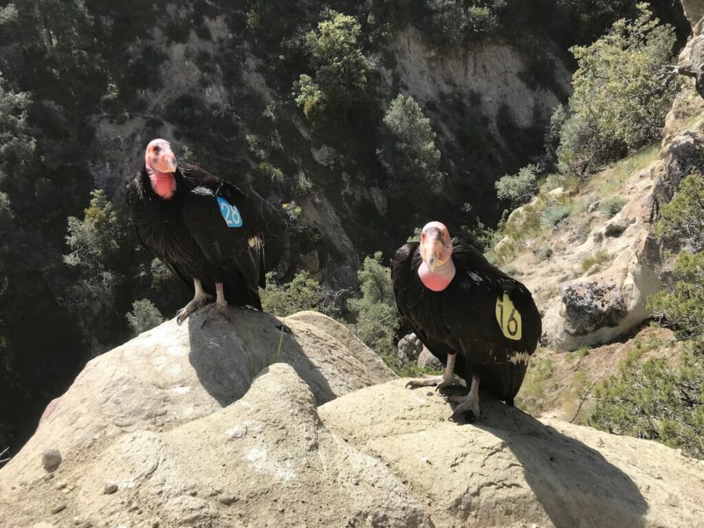 Record-Breaking Condor Season at Los Angeles Zoo - Bluedot Living