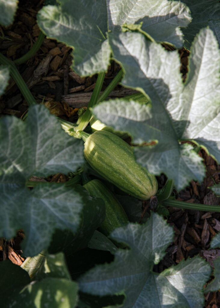 Local Heroes: Betsy and Jesse Fink - Bluedot Living