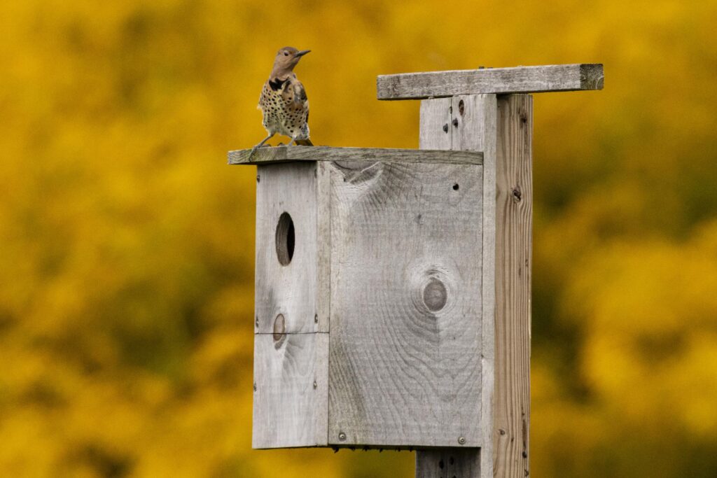 Where the Birds Are: East Boston’s Belle Isle Marsh - Bluedot Living