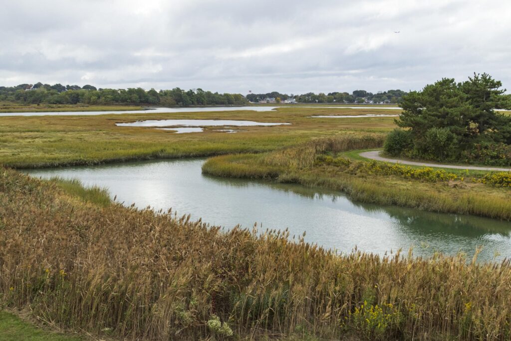 Where the Birds Are: East Boston’s Belle Isle Marsh - Bluedot Living