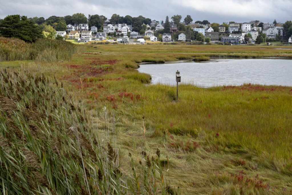 Where the Birds Are: East Boston’s Belle Isle Marsh - Bluedot Living