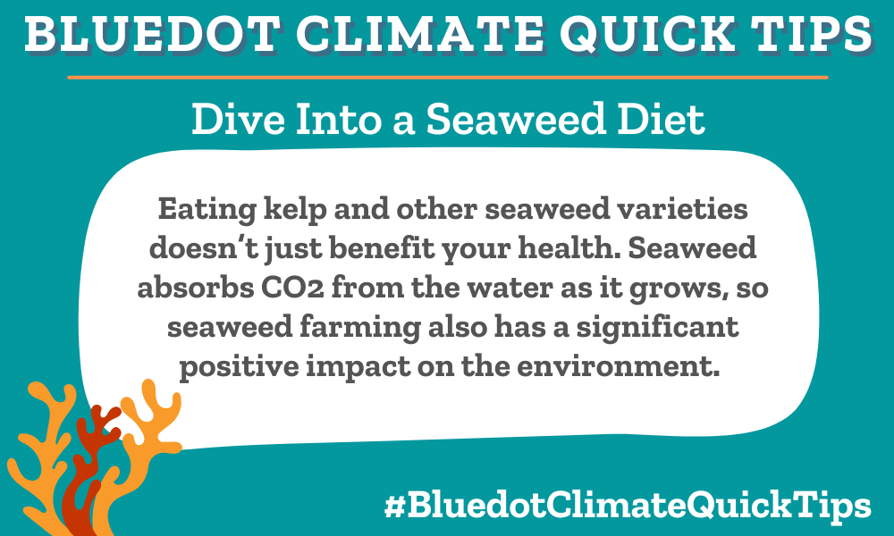 Climate Quick Tips: Dive Into a Seaweed Diet - Bluedot Living