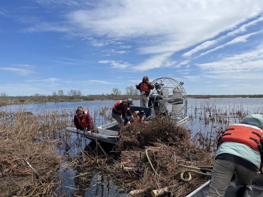 Cast-Off Christmas Trees for the Coast - Bluedot Living