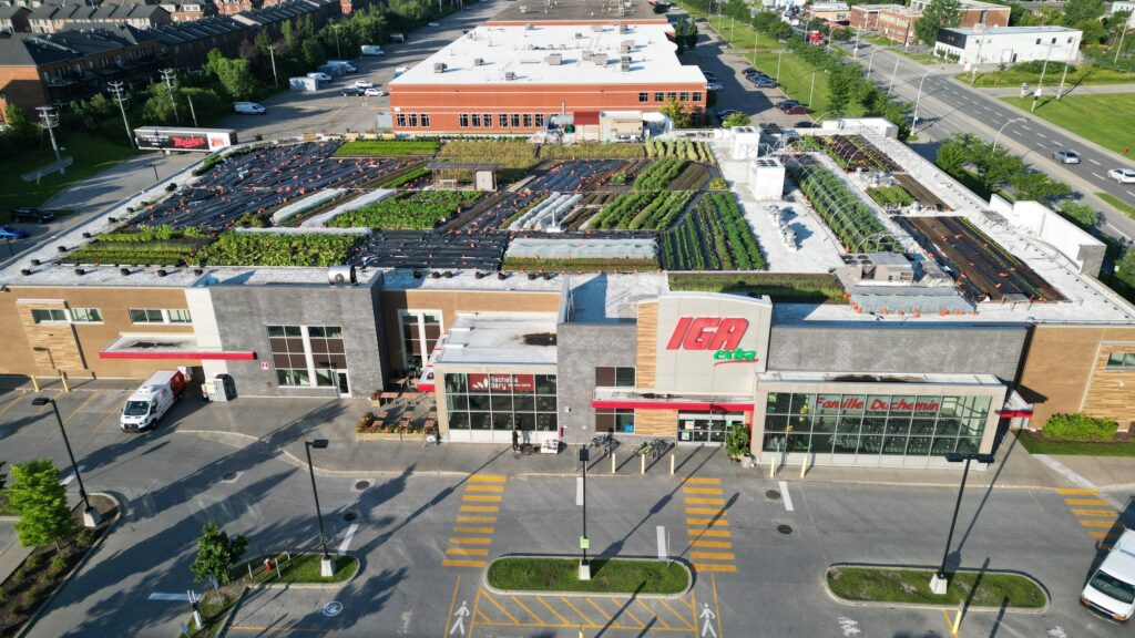 Canada’s First Grocery Store Rooftop Garden - Bluedot Living