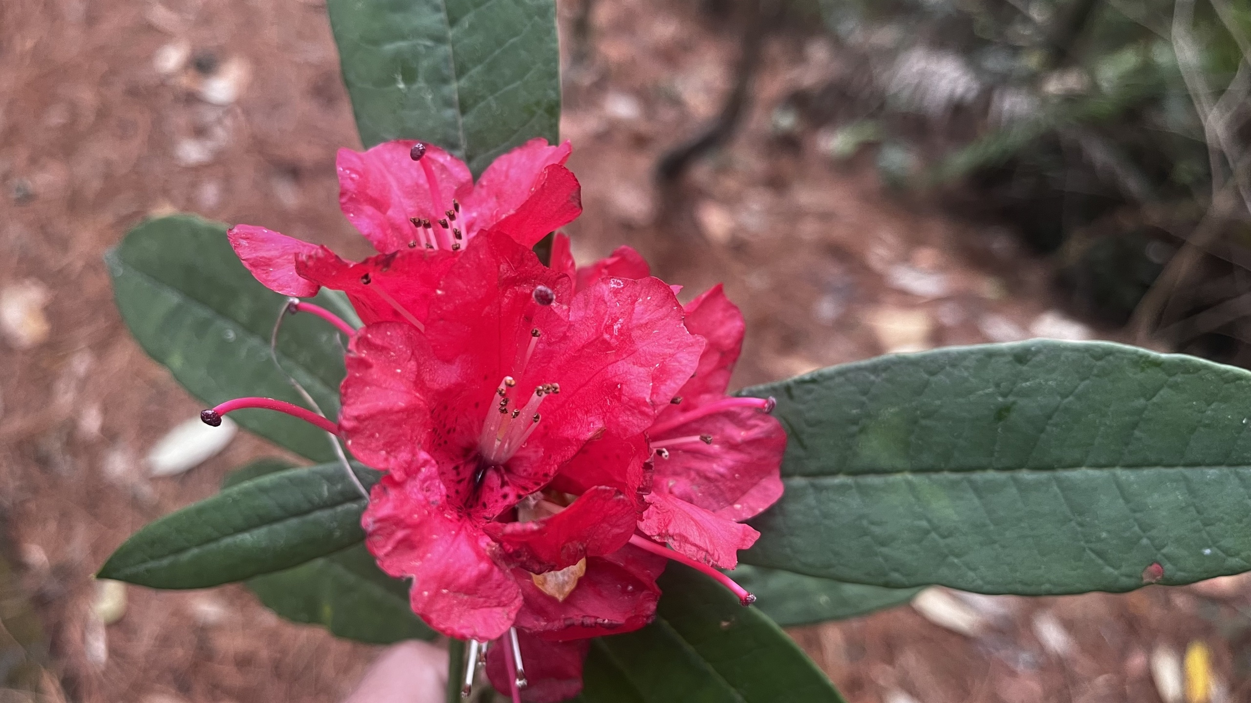 Buransh Flowers and Climate Change - Bluedot Living