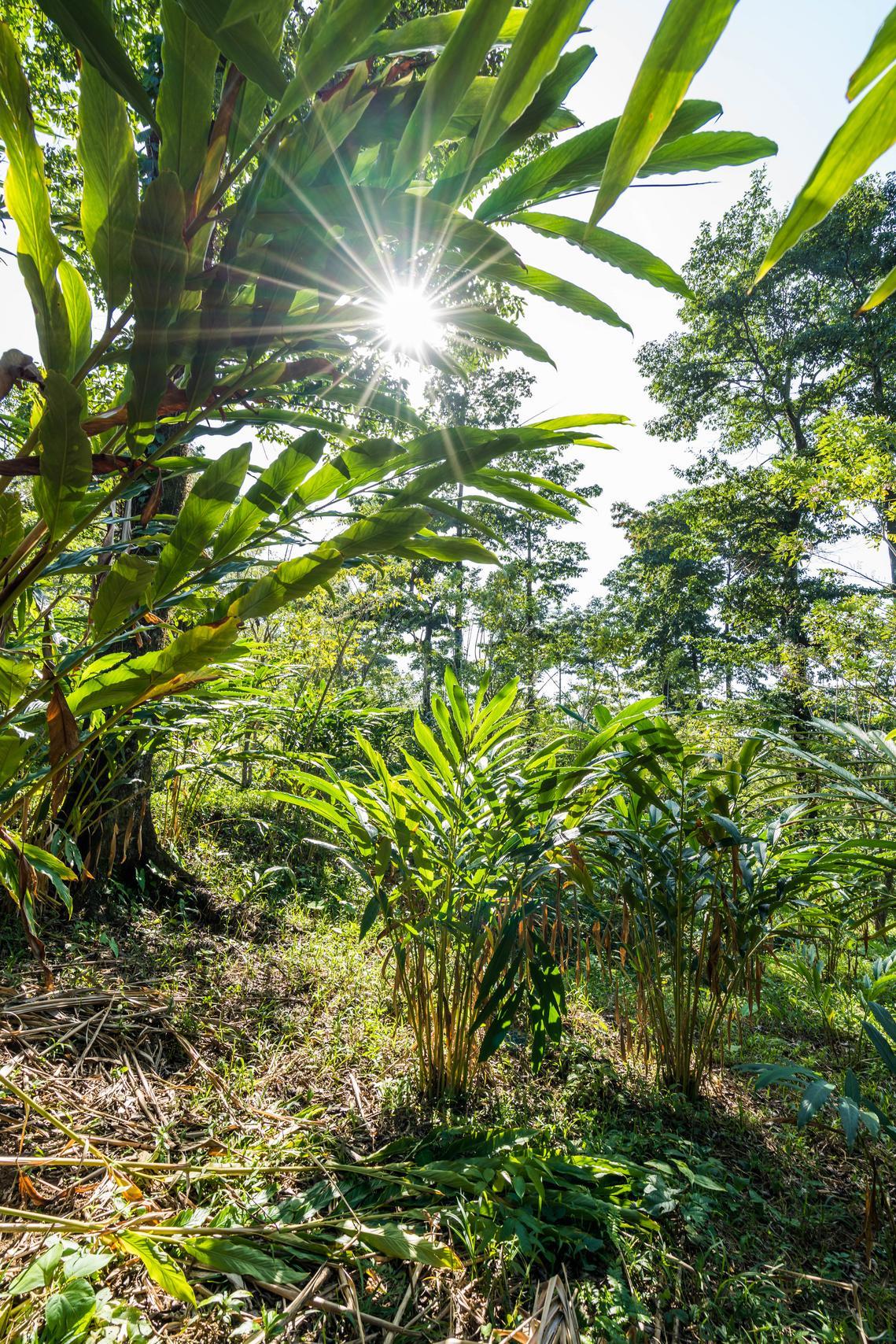 What Does Climate Change Mean for Cardamom? - Bluedot Living
