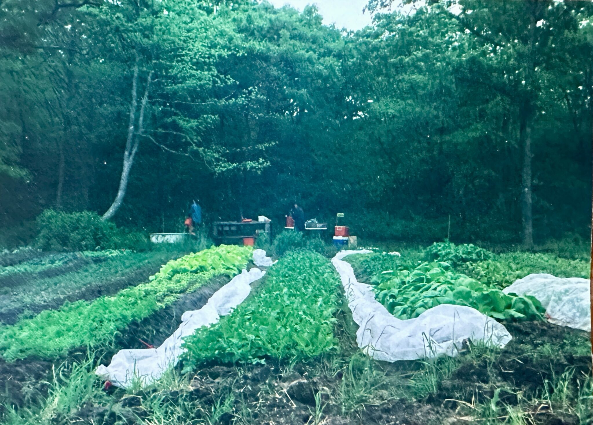 In the Bluedot Kitchen: Dinner at North Tabor Farm - Bluedot Living