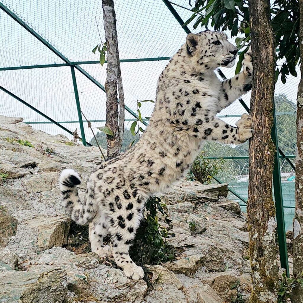 Saving Snow Leopards at the Foothills of the Himalayas - Bluedot Living