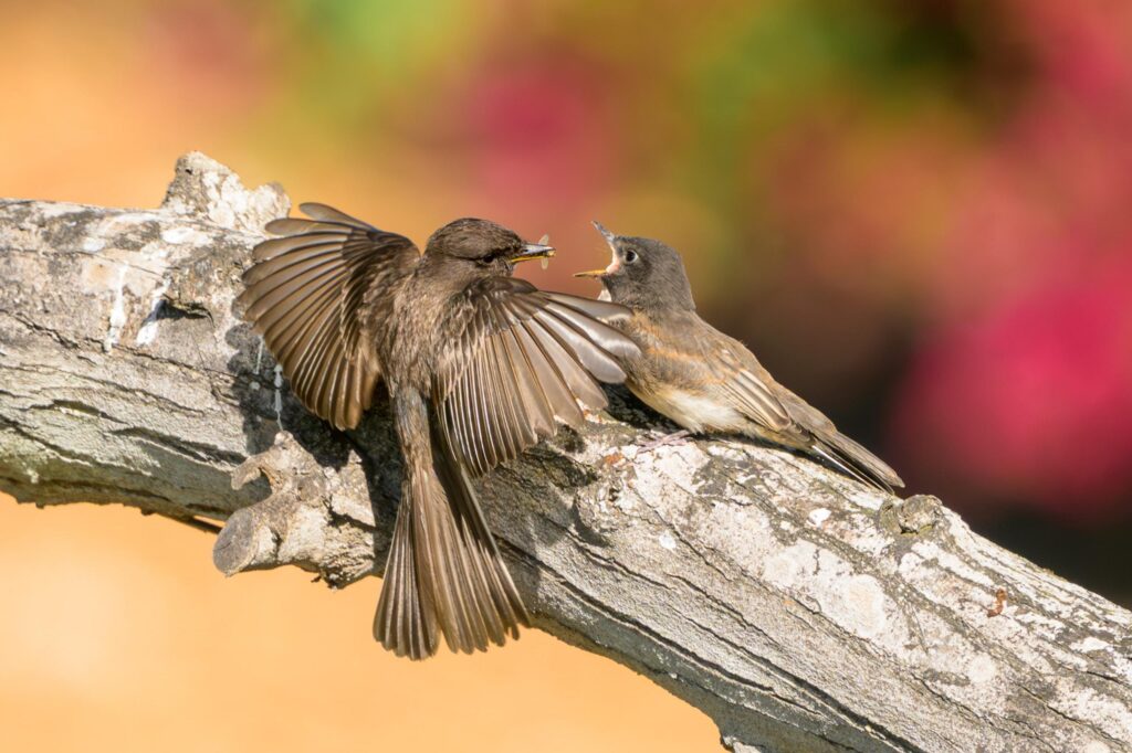 A Songbird Superdad: Meet the Black Phoebe - Bluedot Living