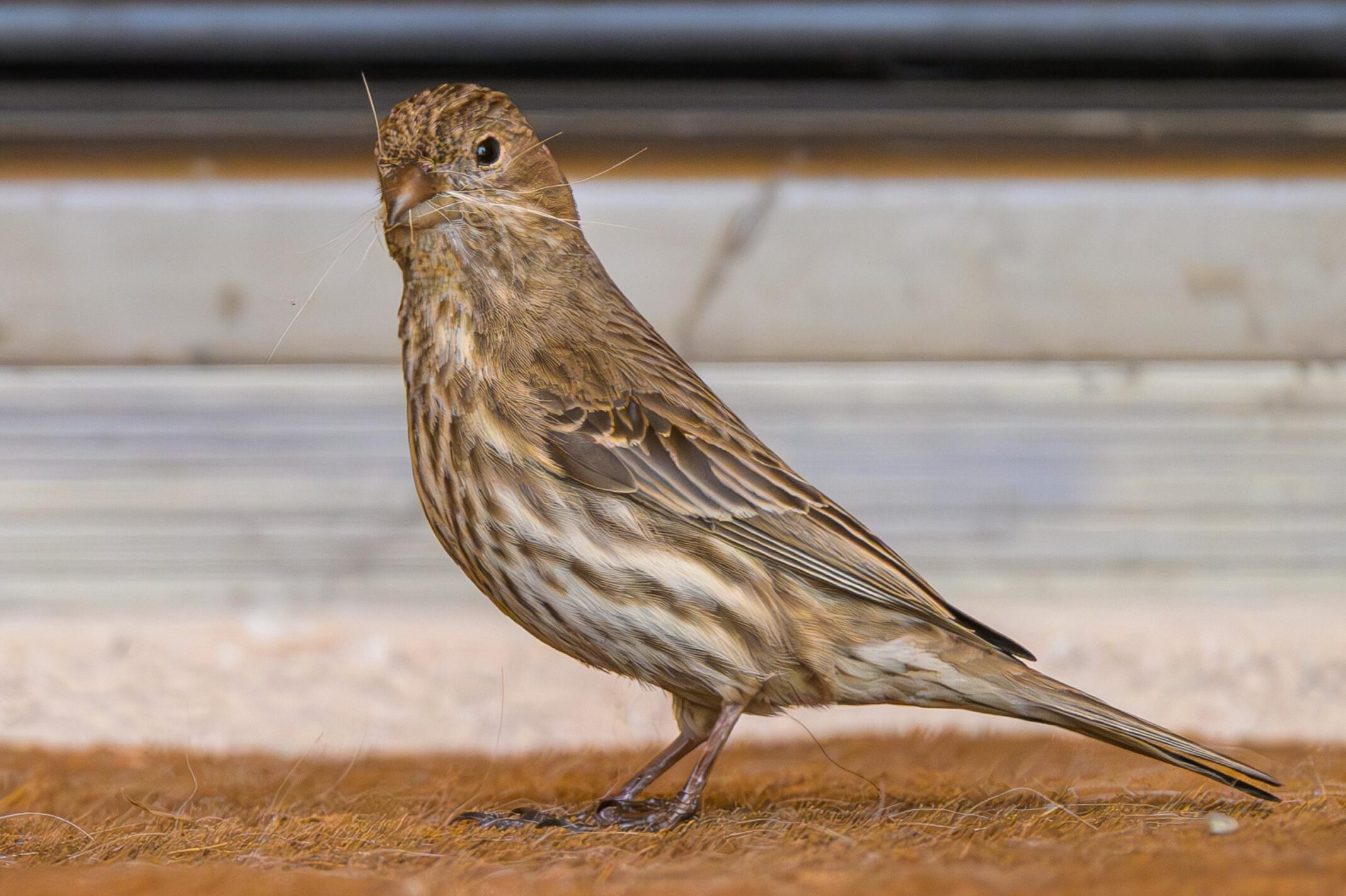 House Finches: Endearing Birds, Creative Nesters - Bluedot Living