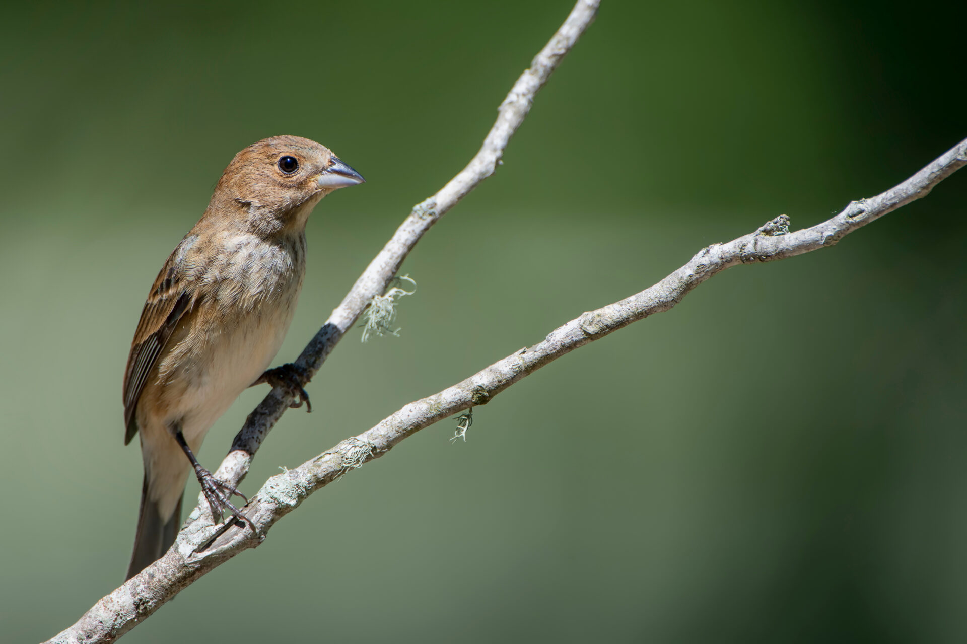 Meet the Indigo Bunting - Bluedot Living