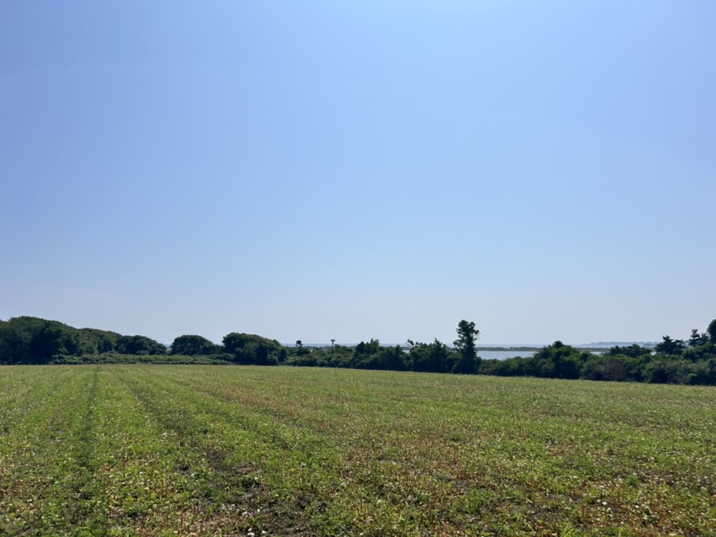 My Summer Monitoring Pollinators - Bluedot Living