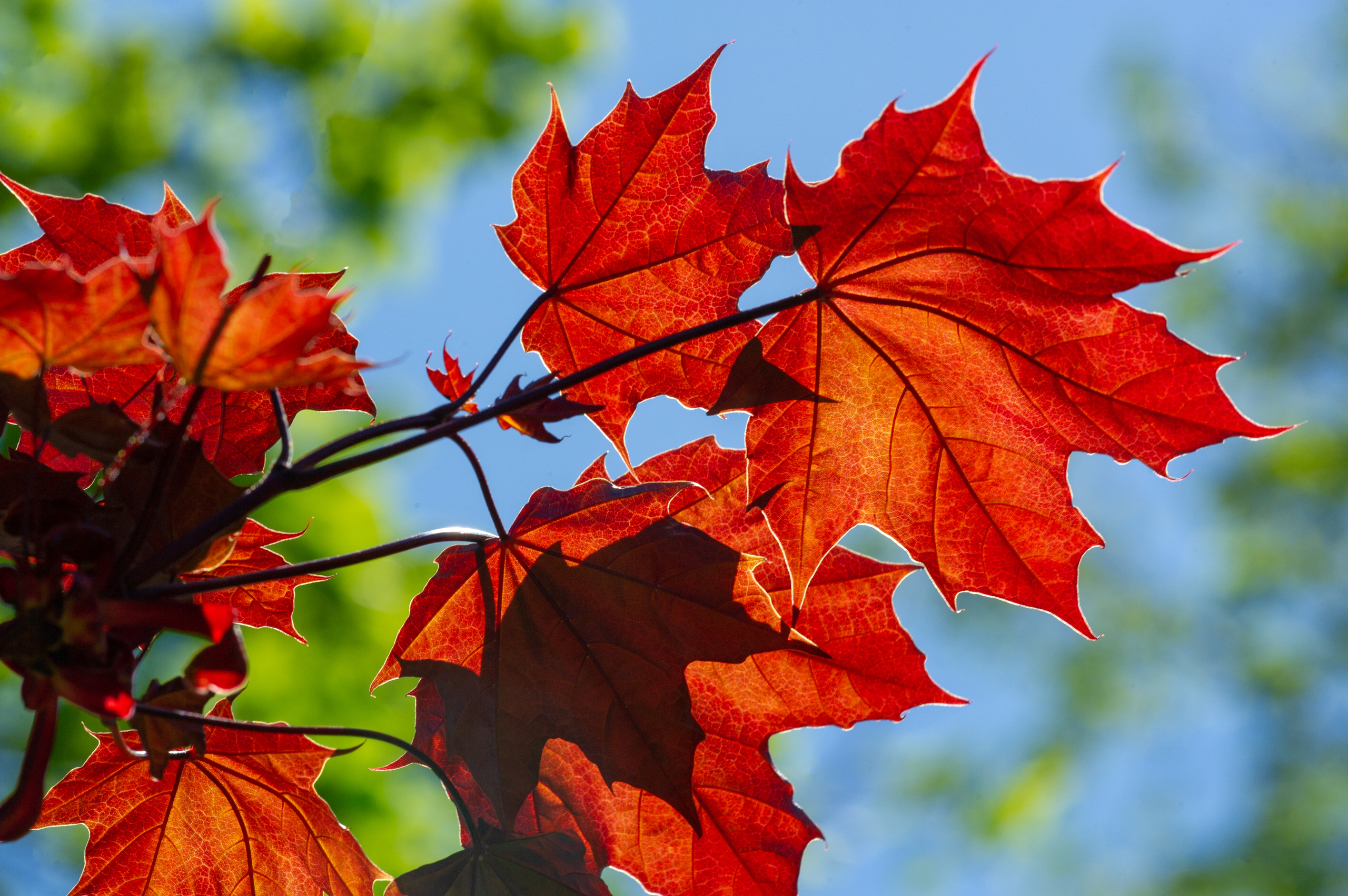 Wild Facts About the Red Maple - Bluedot Living