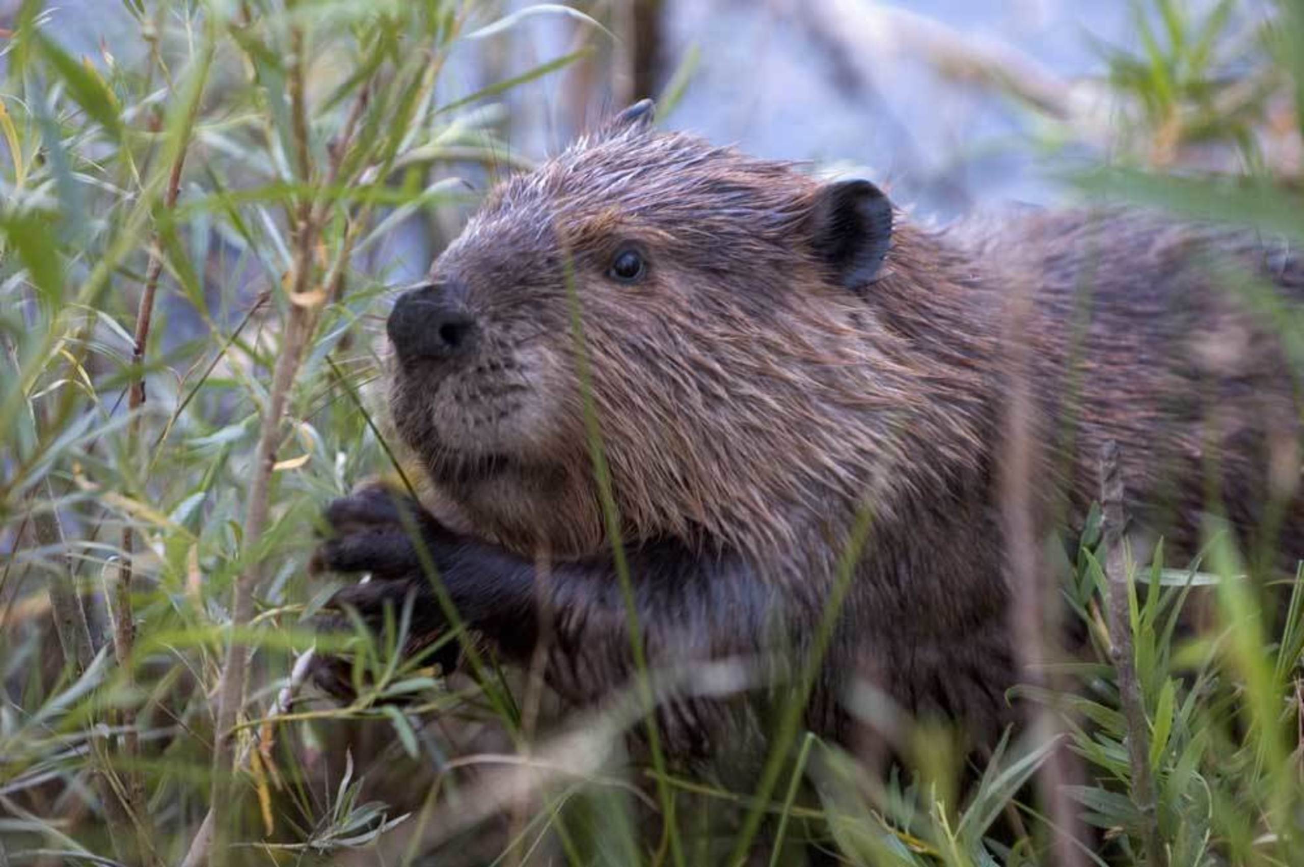 Wild Facts About Beavers - Bluedot Living
