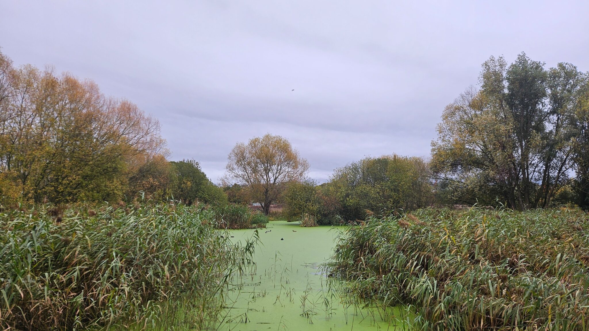 Beavers Are Back in London - Bluedot Living
