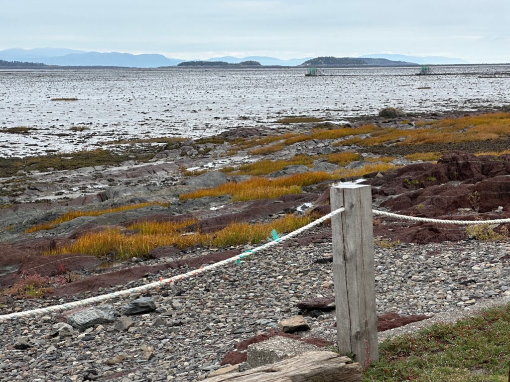 Mushrooms Are Having a Moment - Bluedot Living