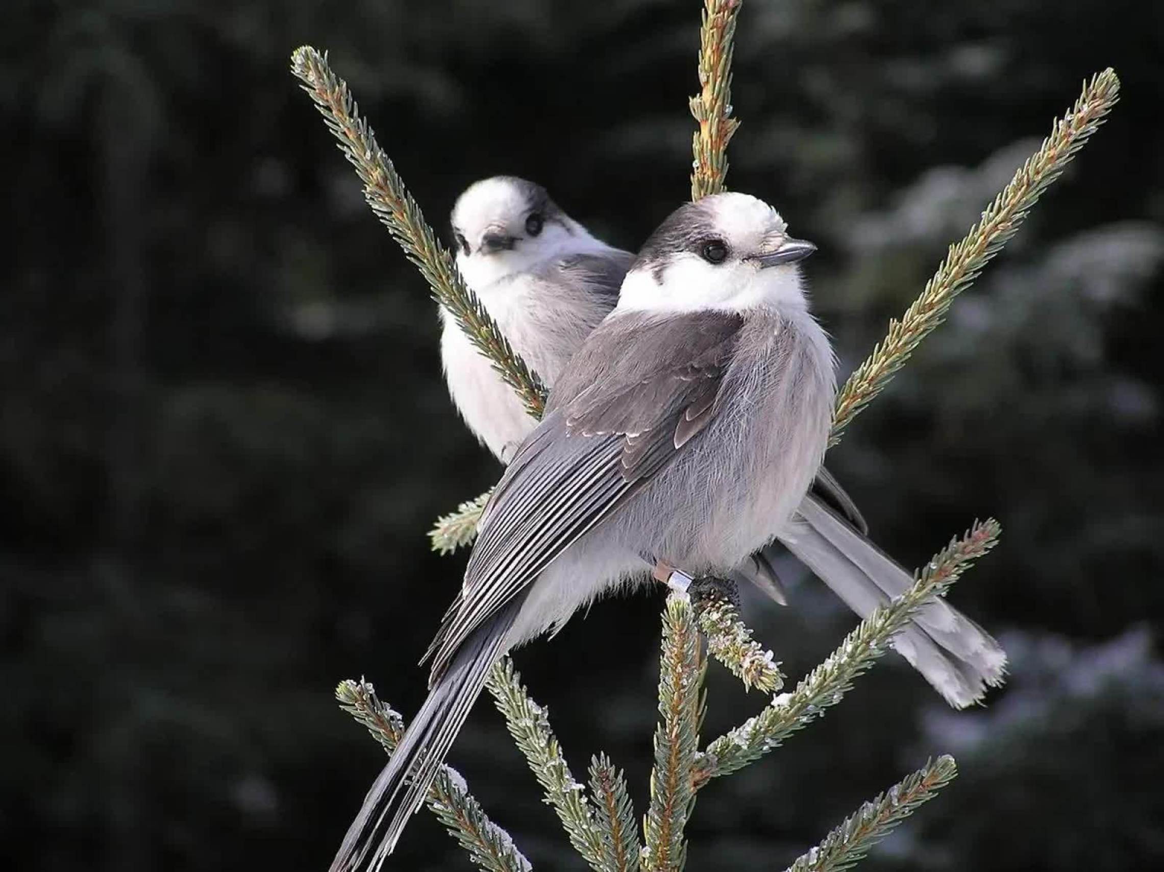 Wild Facts About the Canada Jay - Bluedot Living