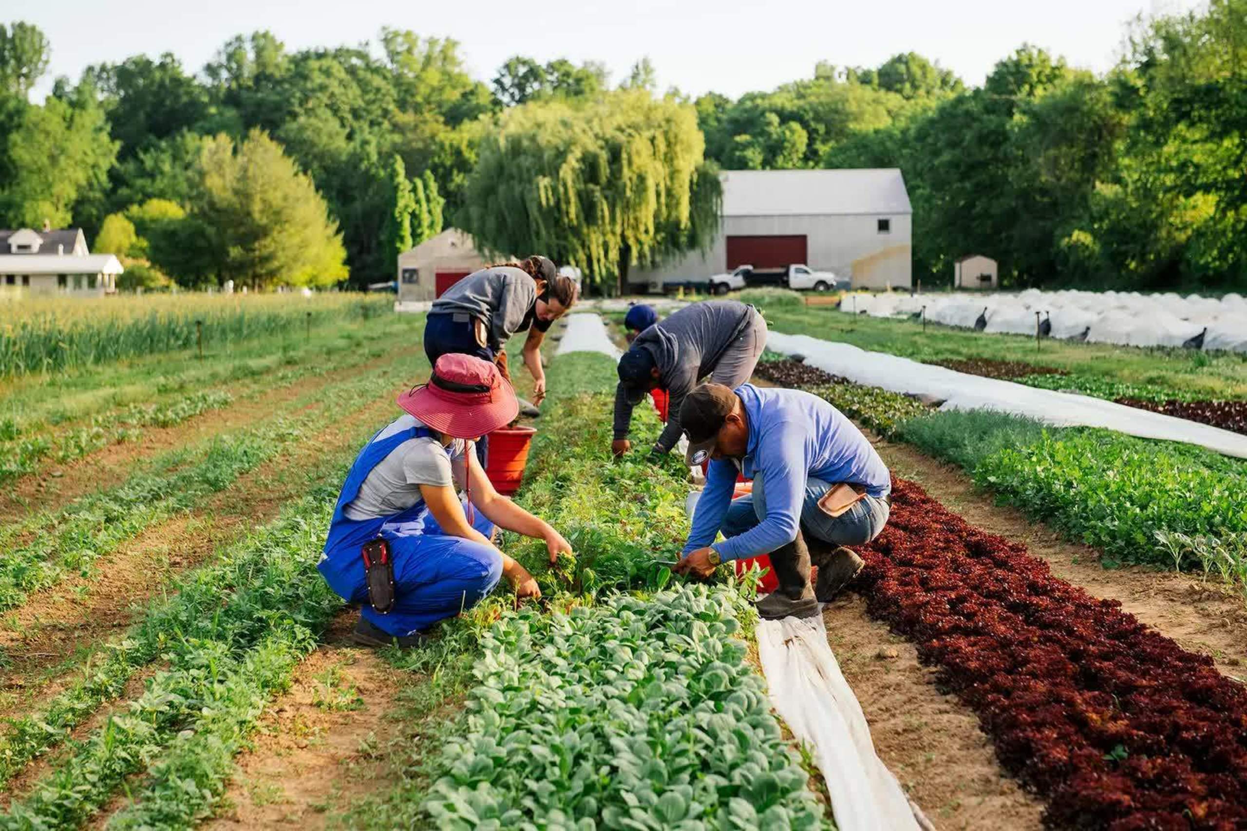Growing Ingredients, Growing Community: The Granor Farm Model with Liz ...